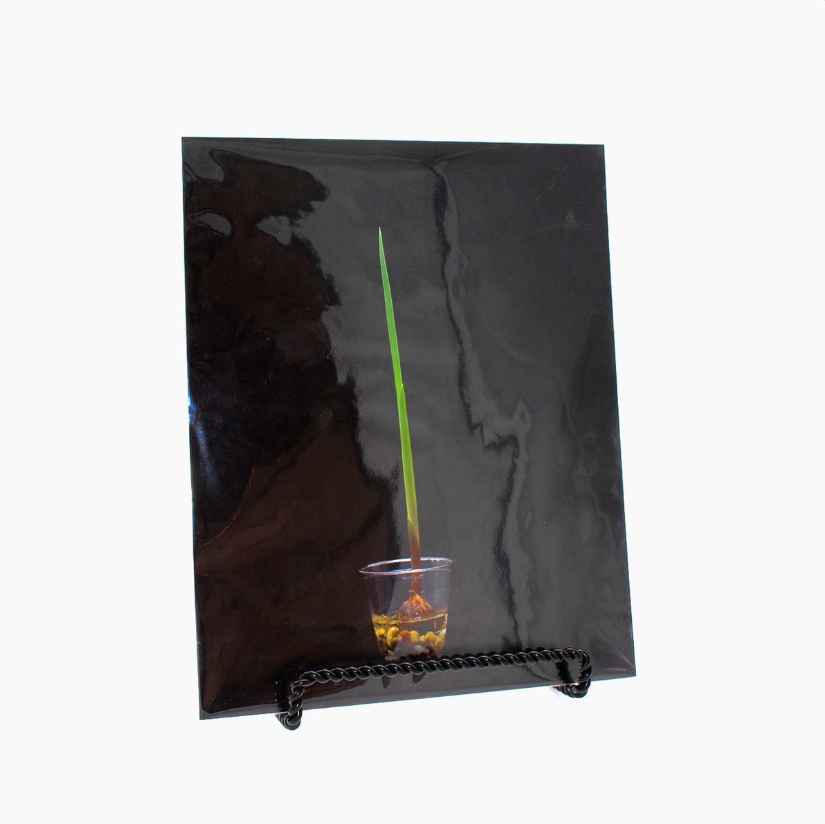 New Growth – BMoCA